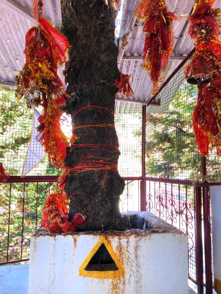 Holy Oak Tree: Worship of Oak tree!!! – Dr. Chandrima Debi's Blog
