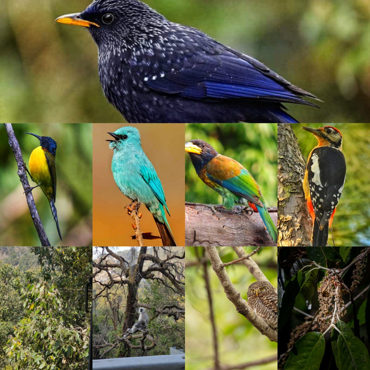 Avian visitors of Oak tree (Quercus leucotrichophora): pollination ...