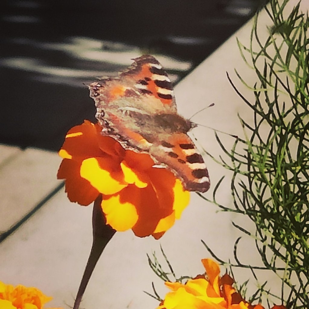“Nature’s story: Discovering the seasons through Phenology Walks with ...